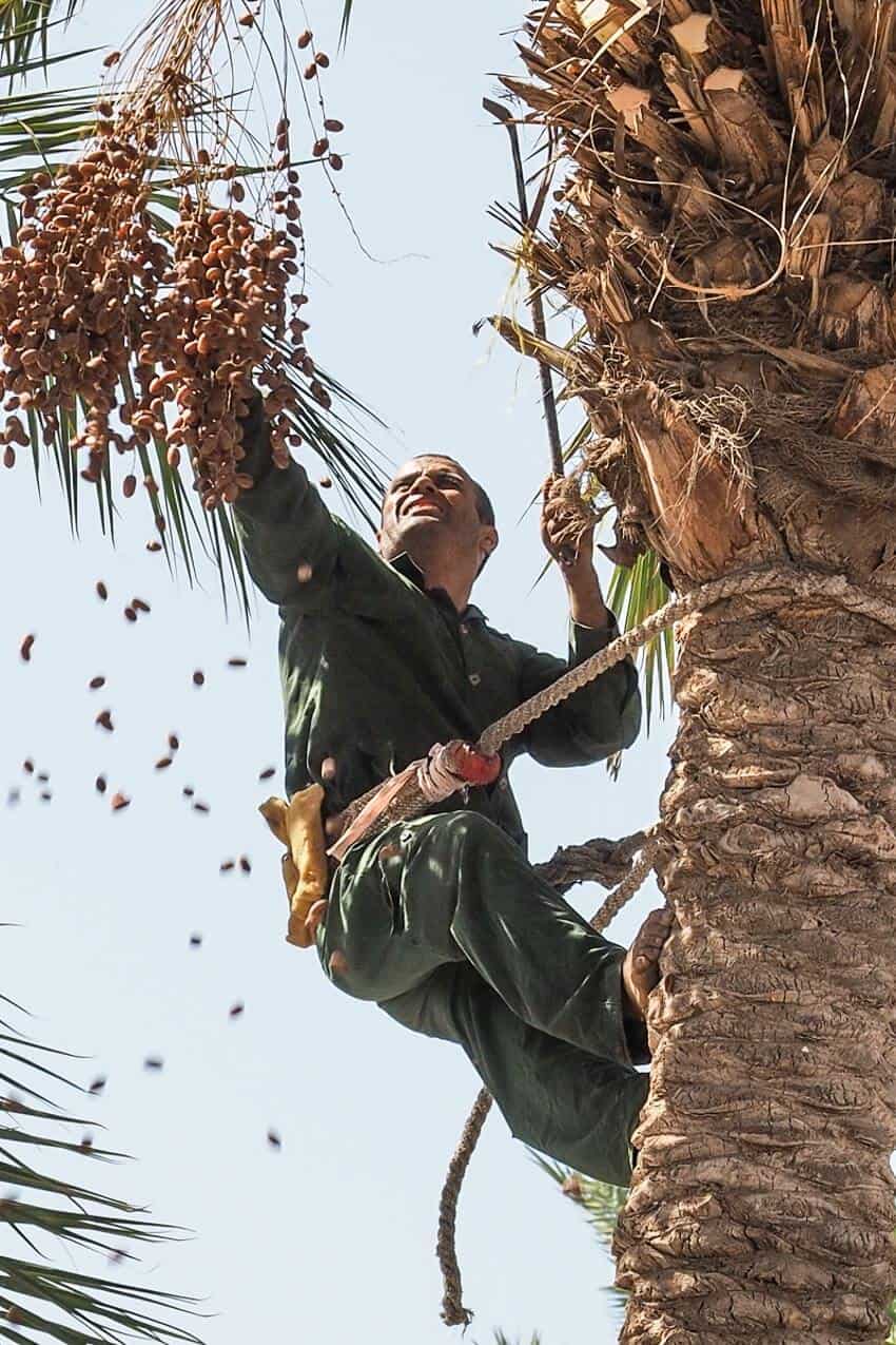 Alles over dadels - Simone's Kitchen