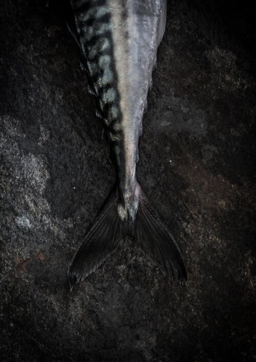 Waarom is vette vis gezond? - Simone's Kitchen